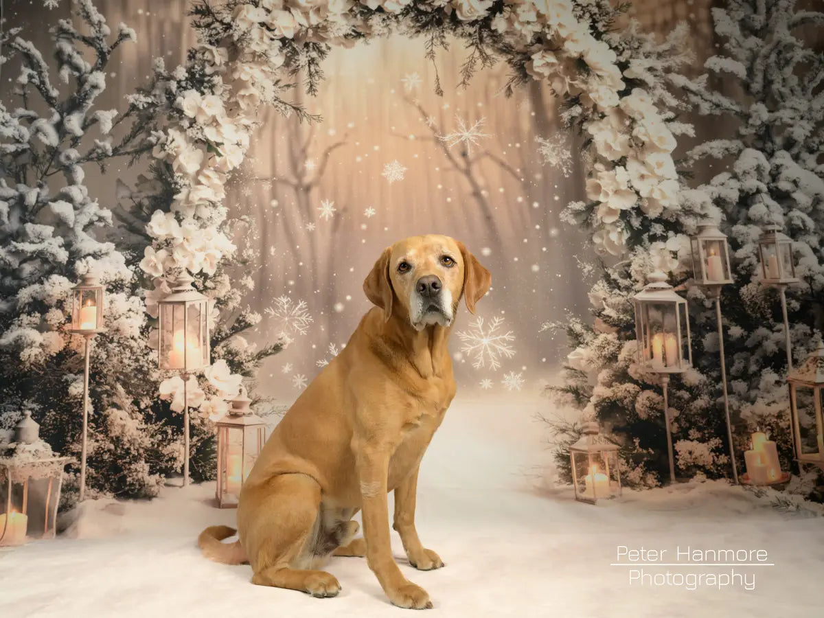 Winter White Floral Arch Holiday Backdrop