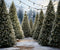 Kate Christmas Outdoor Tree Farm Backdrop for Photography