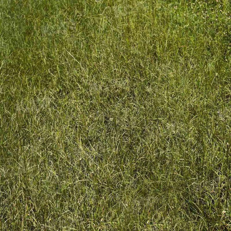 Lush Green Meadow Natural Grass Backdrop