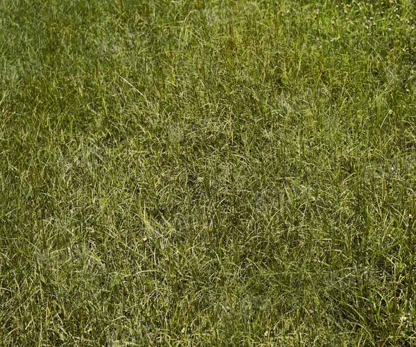 Lush Green Meadow Natural Grass Backdrop