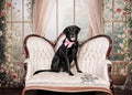 Kate Pet Spring Pink Flowers Window Room Backdrop Designed by Emetselc