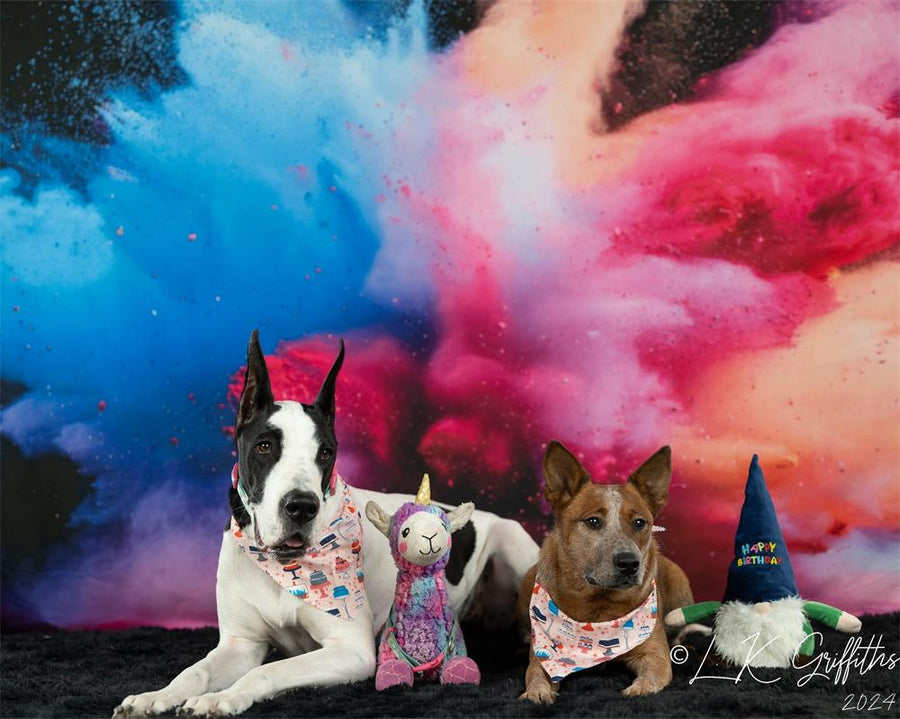 Kate Pet Cool Colorful Burst of Powder Black Wall Backdrop Designed by