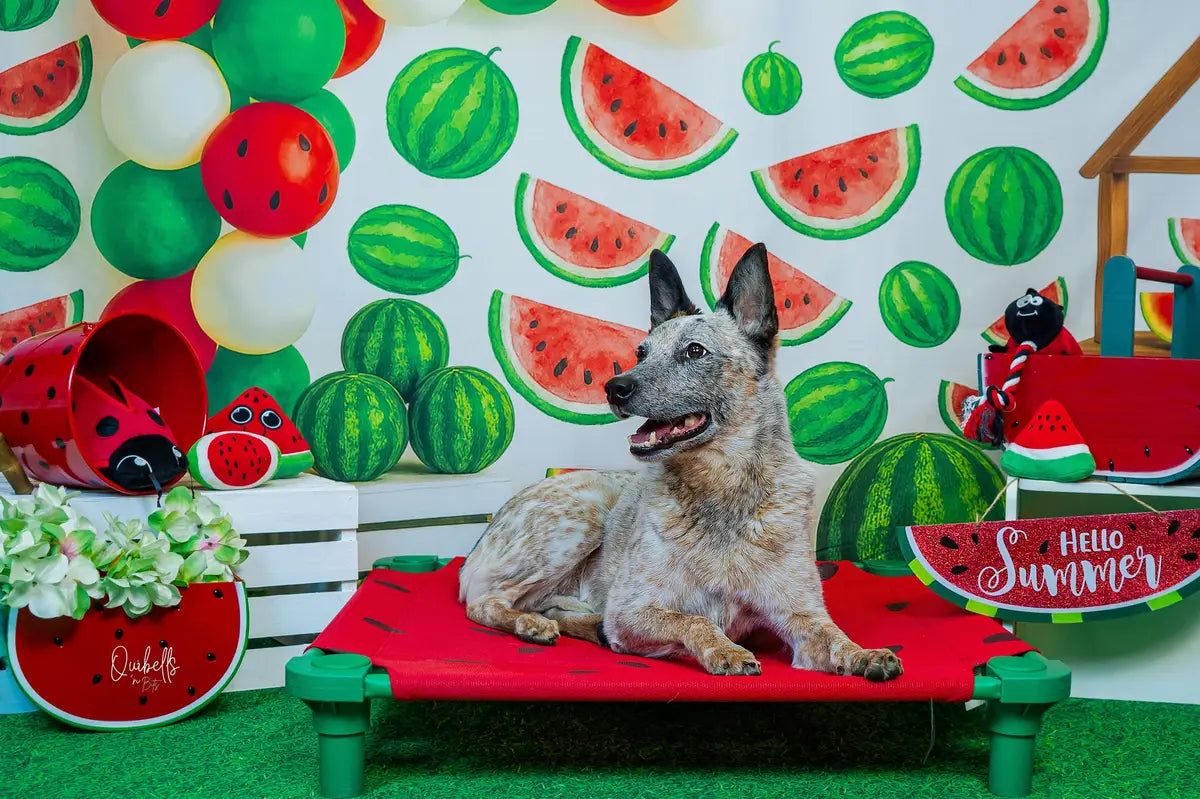 Vibrant Watermelon Summer Party Backdrop