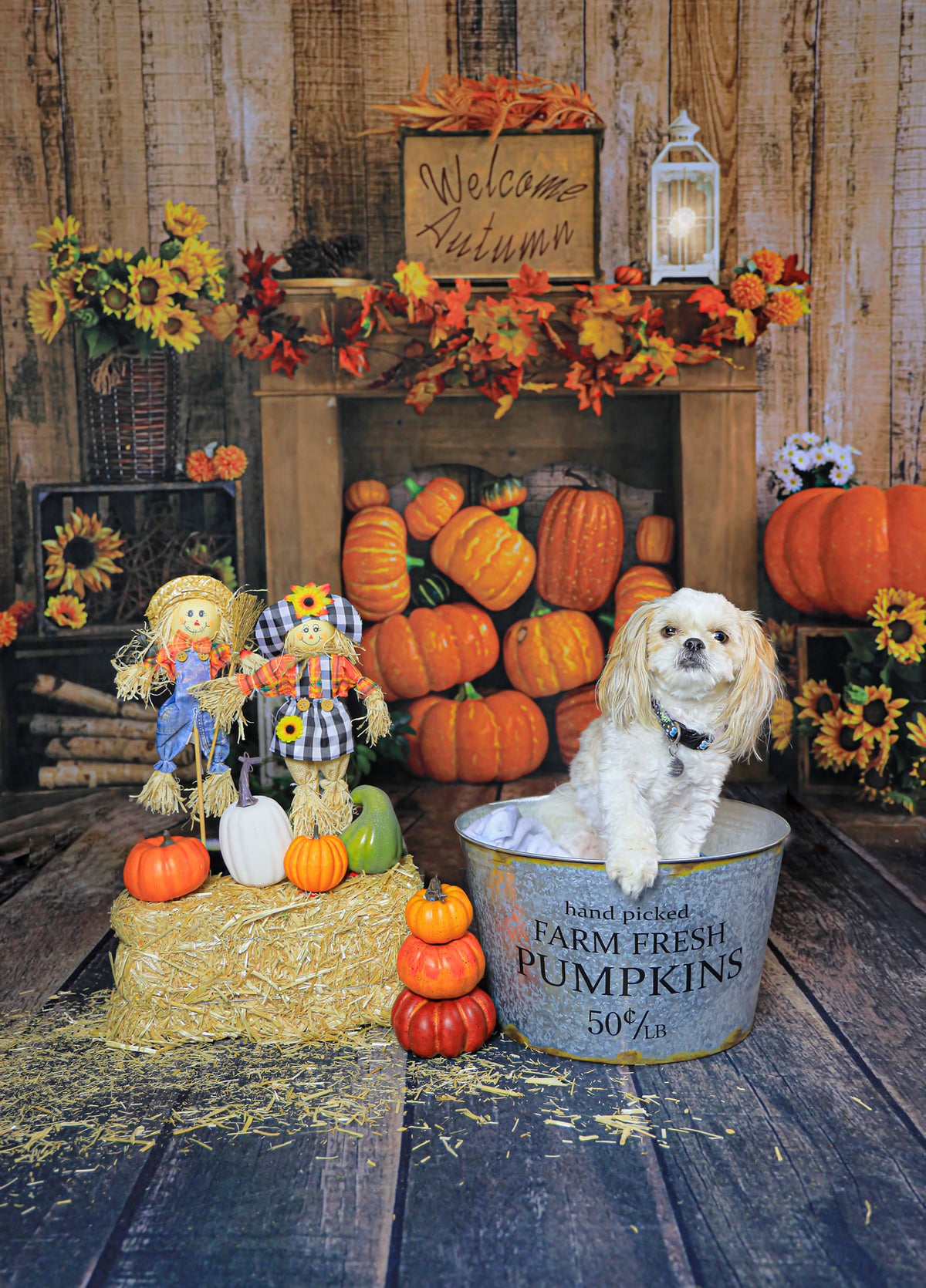 Rustic Autumn Harvest Pumpkin Backdrop