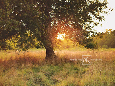 Golden Sunset Meadow Nature Backdrop