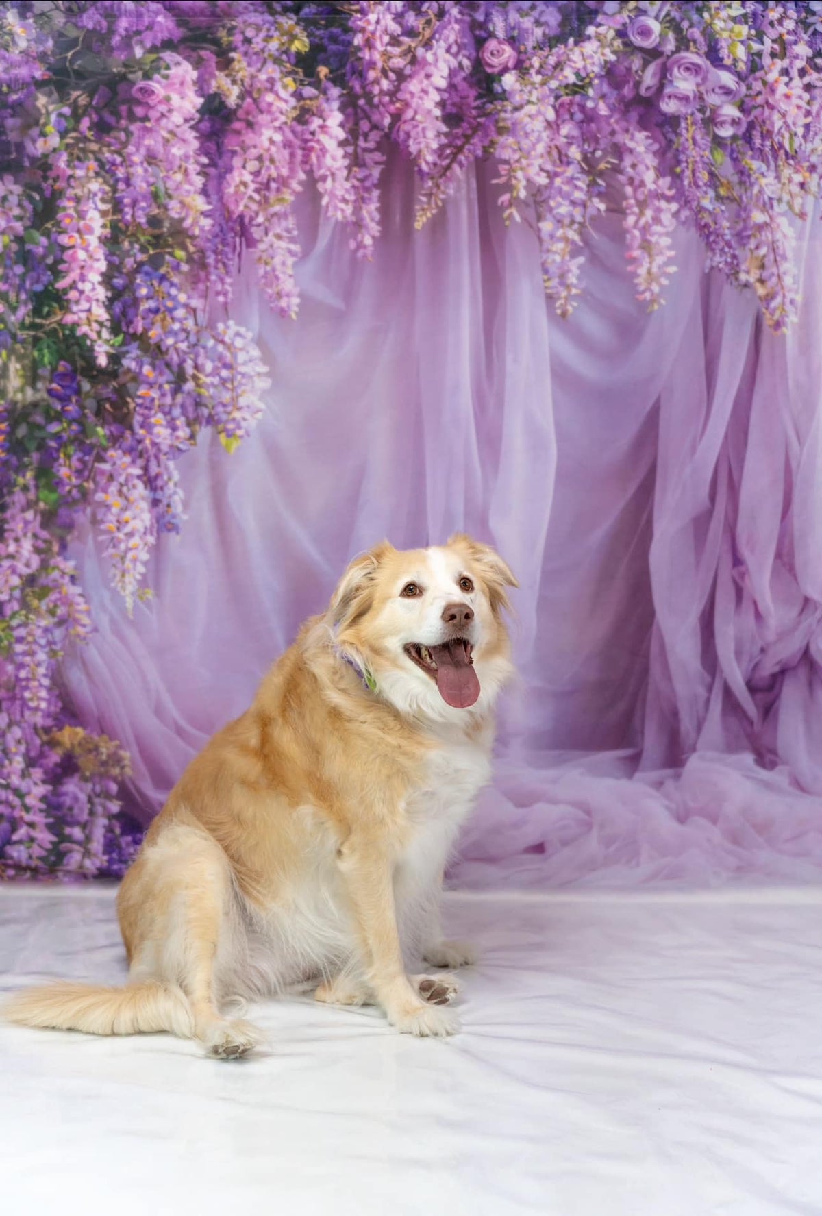 Kate Pet Spring Fresh Wisteria Purple Curtain Backdrop Designed by Eme