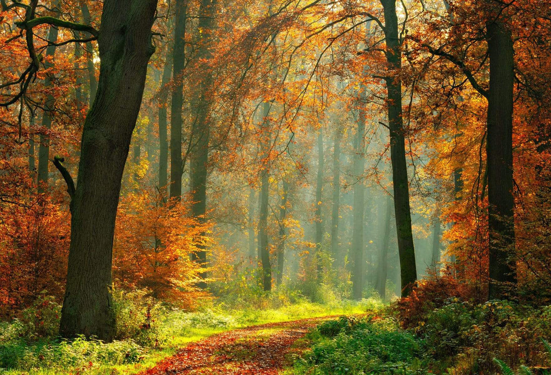 Kate Forest Photography Backdrops for Nature-Inspired Portraits, Kids ...