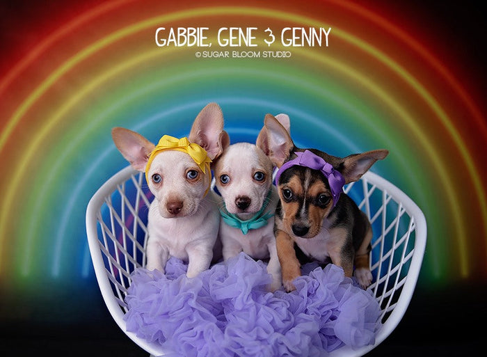 Vibrant Neon Rainbow Glow Backdrop