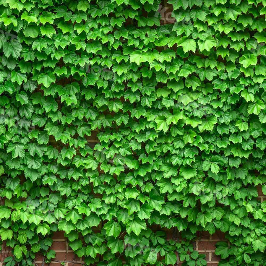 Lush Green Ivy Wall Photography Backdrop