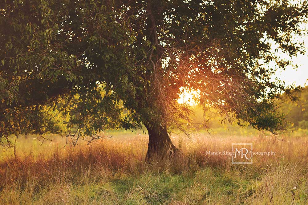 Kate Tree at Sunset Backdrop for Photography